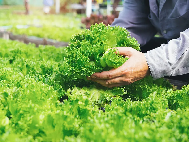 Eco-Farmland in Chennai | Getfarms